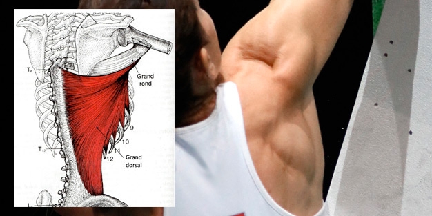 LE MUSCLE DU GRIMPEUR - FFME 974